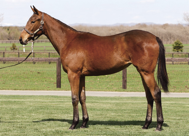 生産： ノーザンファーム